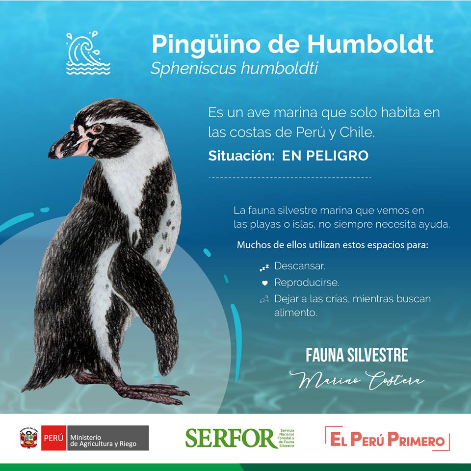 Repositorio Institucional Del Serfor Pingüino De Humboldt